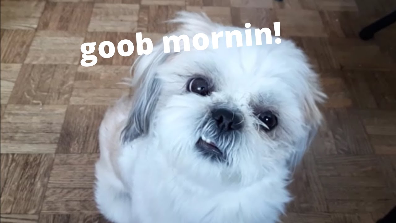 This Is How My Dog Getting Up in the Morning!#shorts - YouTube