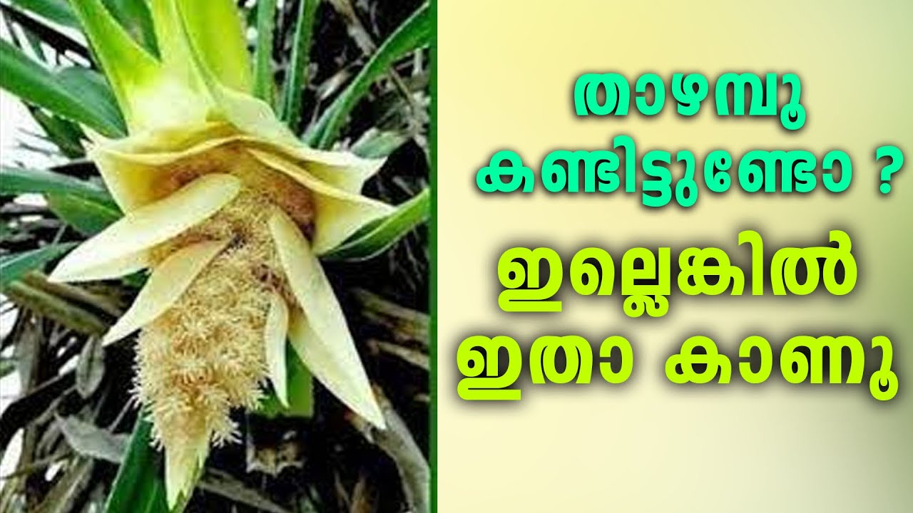 താഴമ്പൂ പൂജയ്ക്ക് ഉപയോഗിക്കാത്തതെന്ത് കൊണ്ട് ? || Thazhampoo Flower ...