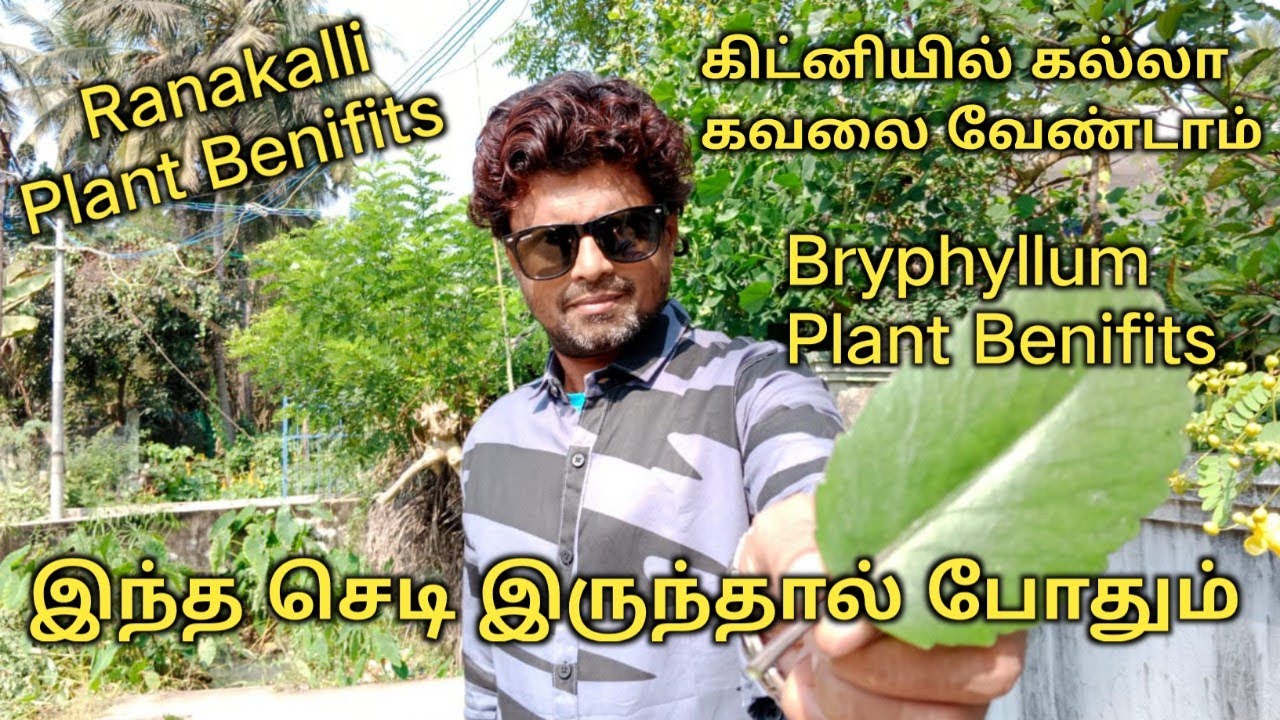 #கிட்னி கல்லா கவலை வேண்டாம் | #Ranakalli plant Benefits | Diabetic ...