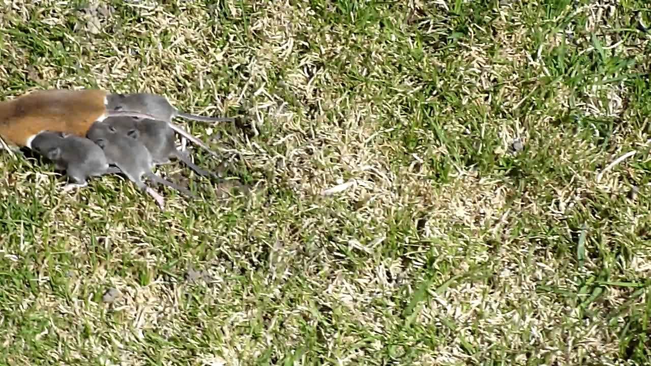Field mouse Mommy and her babies - YouTube