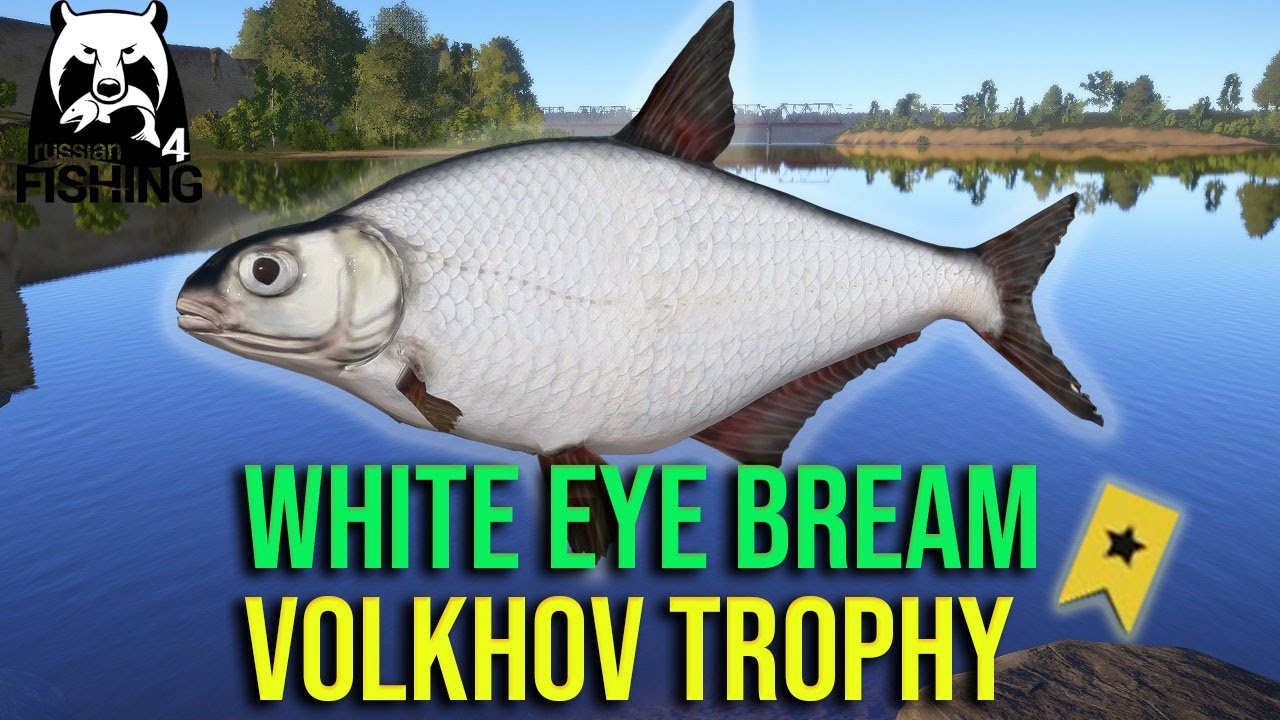 White Eye Bream Trophy at Volkhov River - Russian Fishing 4 #rf4 - YouTube