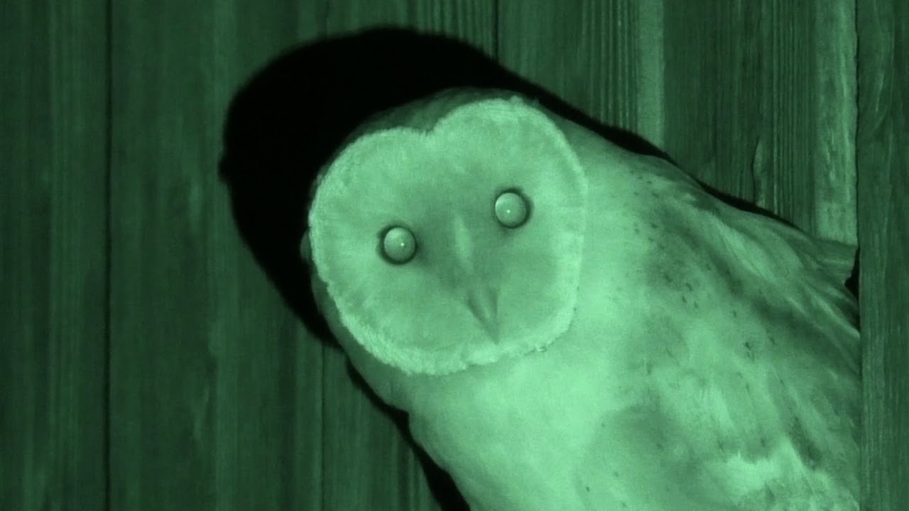 Schleiereule (Infrarot) - Barn owl (infrared) - YouTube