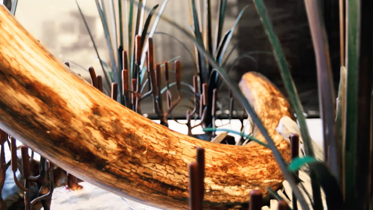 Holding History | Mammoth Tusk Sculptural Display - YouTube