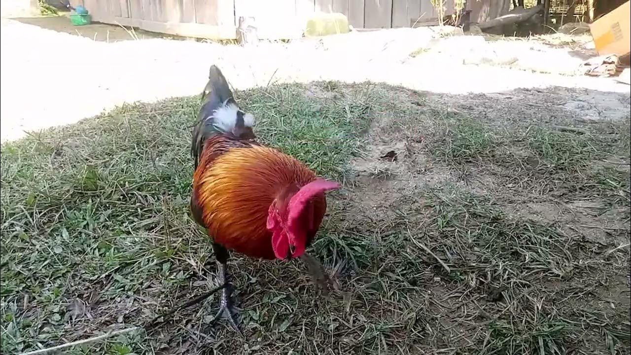 saib qaib dib dua zoo tuaj zoo nawb nyiam lo Nug tau - YouTube