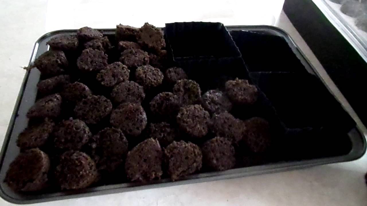 Do it yourself Bio Domes from home - starting seeds in a "greenhouse ...