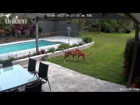 Boxer Dogs Caught on Security Cam Play Fighting