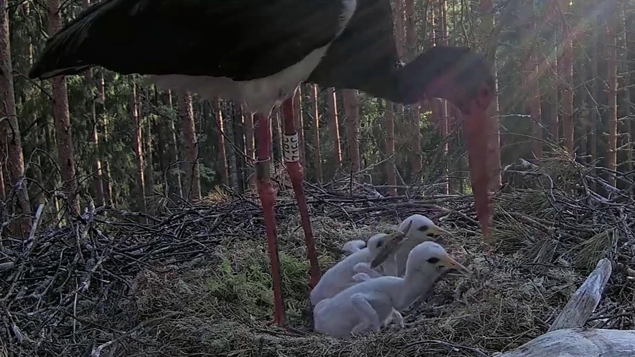 Must toonekurg~Karl comes home with breakfast for the storklets~6:59 AM ...