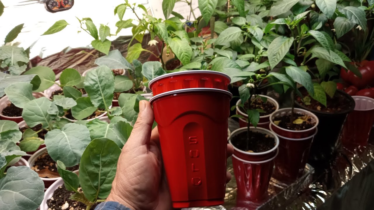 The "OFFICIAL" Double Red Solo cup Gardening Tutorial & Easy Indoor ...