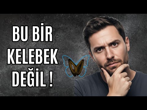 KELEBEK ETKİSİ yani Kaos Teorisi Bize Ne Anlatıyor? Yarını Tahmin Etmek Neden İmkansız?