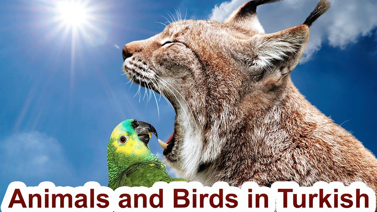 50 Animal and Bird Names in Turkish - YouTube