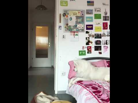 Köpeklerin kaybolma numarasına verdikleri tepkiler