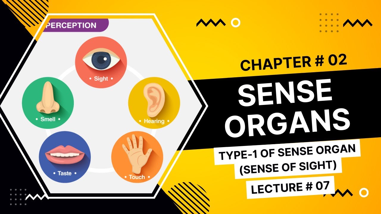 Types Of Sense Organ | Sense oof Sight (EYE) | Class - 6 Science ...