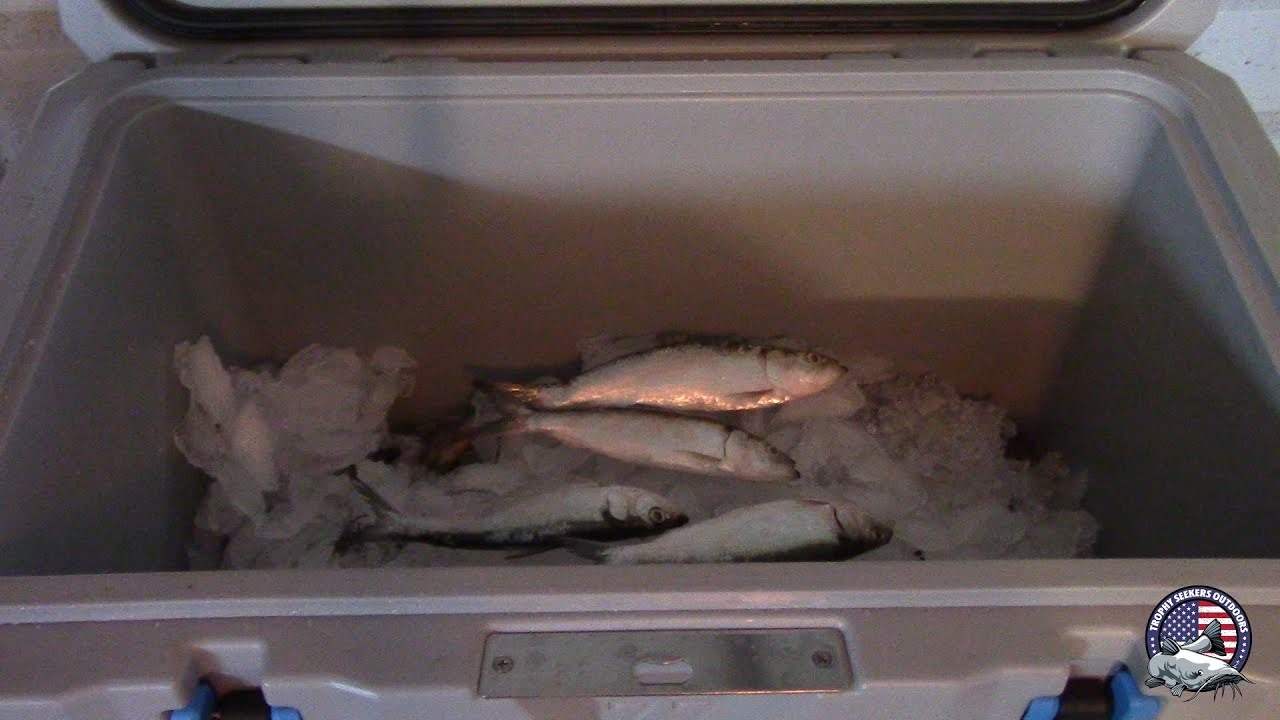 Freezing and vacuum Sealing Skipjack (also Gizzard Shad and Chicken0 ...