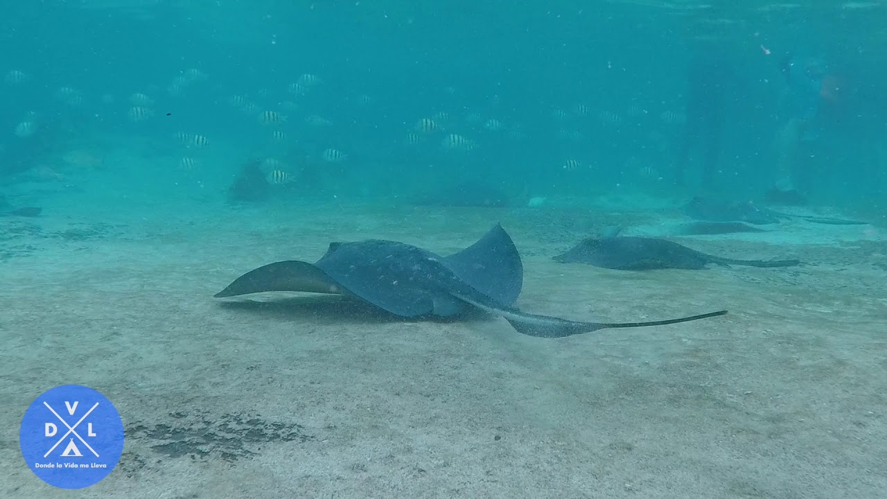 COZUMEL Visitando a las Mantarrayas - YouTube