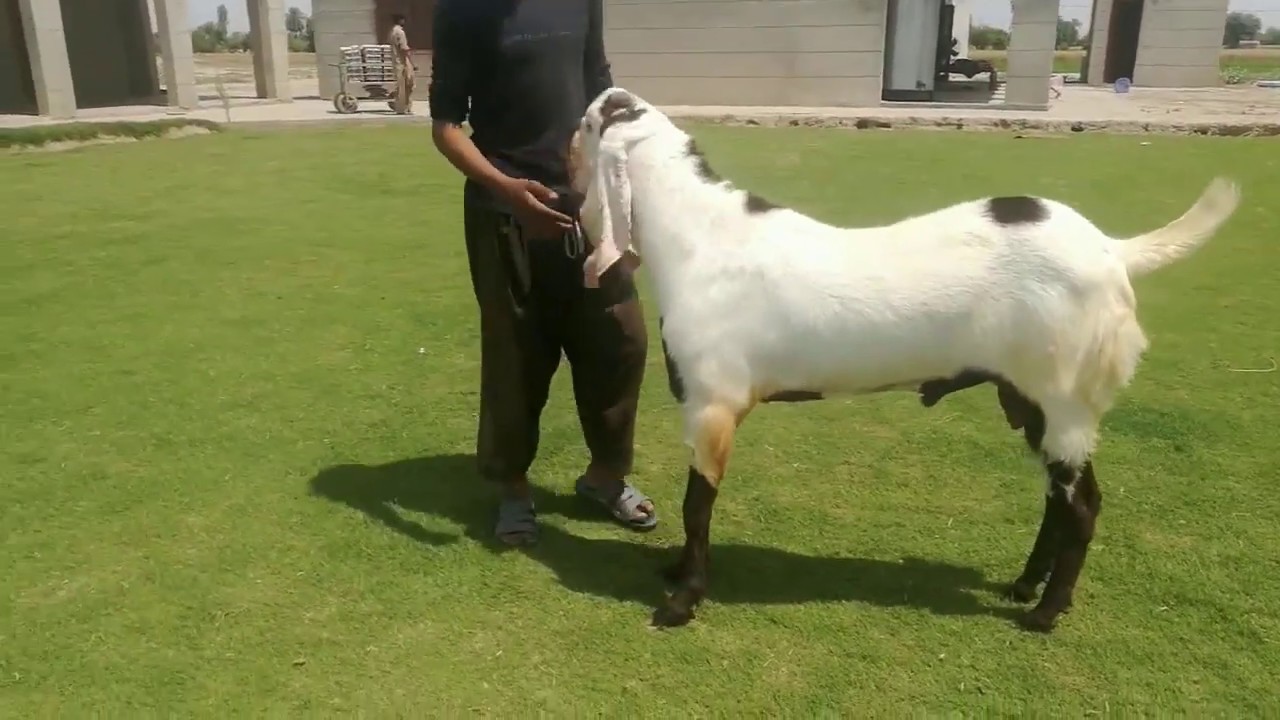 Heavy Gulabi Bakra Ready for Qurbani - YouTube