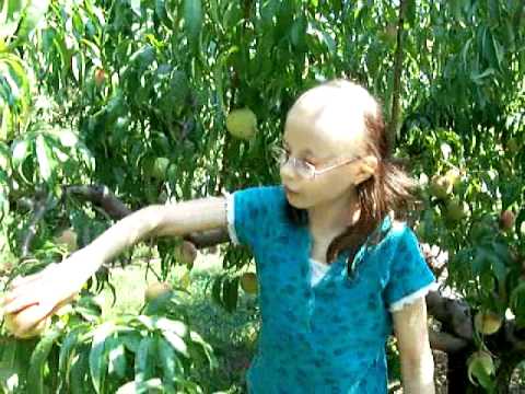 Juliana Carver and Siblings picking Peaches today (August 20 2011)