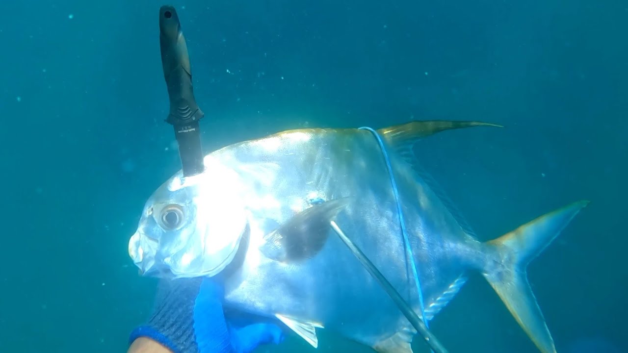 Shoot Pompano Fish - Ikan Kuwe || Spearfishing indonesia - YouTube