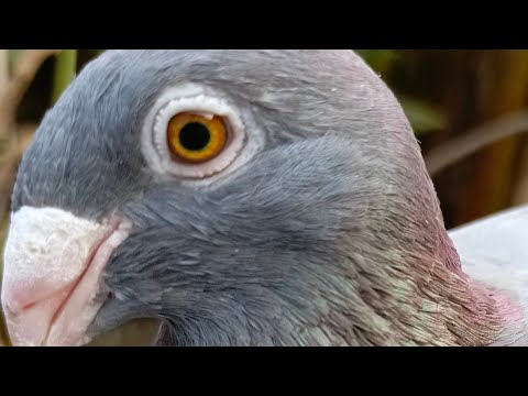 Pigeon status ❤️🕊️ #pigeon farm video#uk pigeon loft#small pigeon loft pigeon lover#pigeon treatment