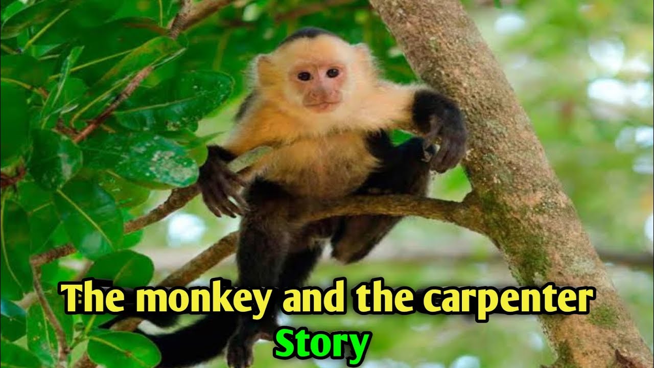 The Monkey and the Carpenter / A Tale of Curiosity and Kindness - YouTube