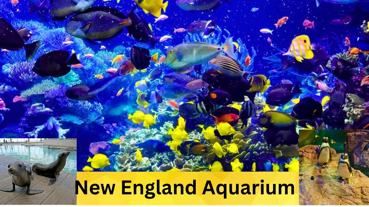 New England Aquarium | Boston Tour | Marine Mammals | Penguins| Turtle ...