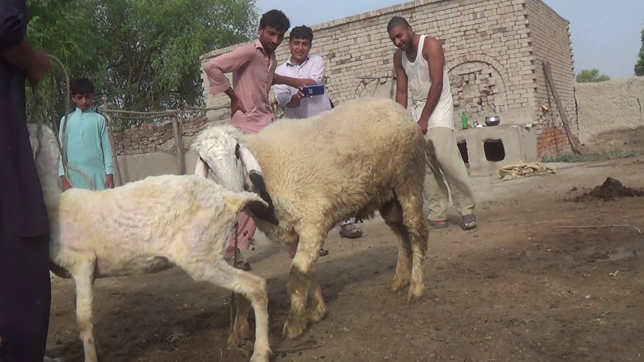 BIG POWERFULL MURRAH MALE SHEEP EXCITED WITH MINI SHEEP - YouTube