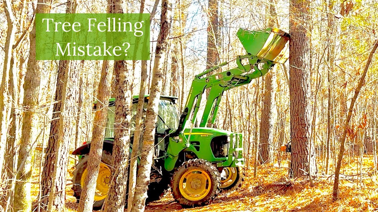 Tree FELLING Fail | Is This a Good Idea? - YouTube