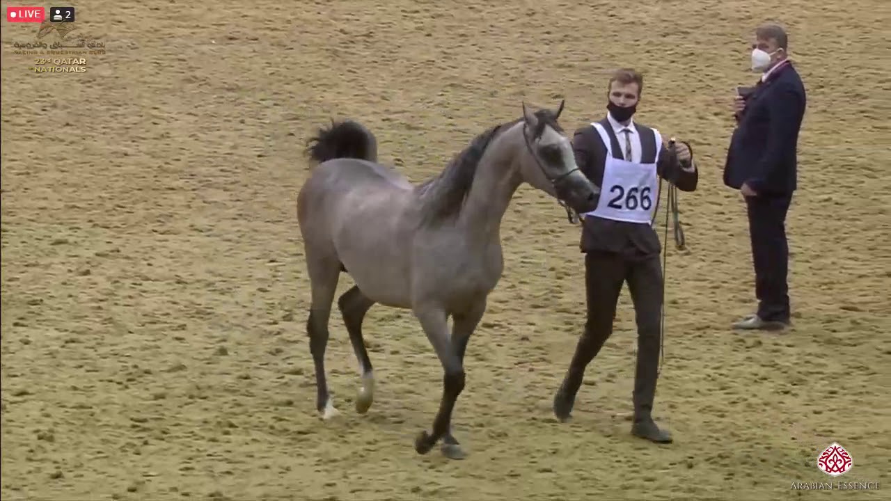 N 266 ARKAN AL SRAIYA 23rd Qatar National Arabian Horse Show Yearling ...