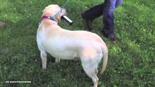 How To Treat Limber Tail In Dogs