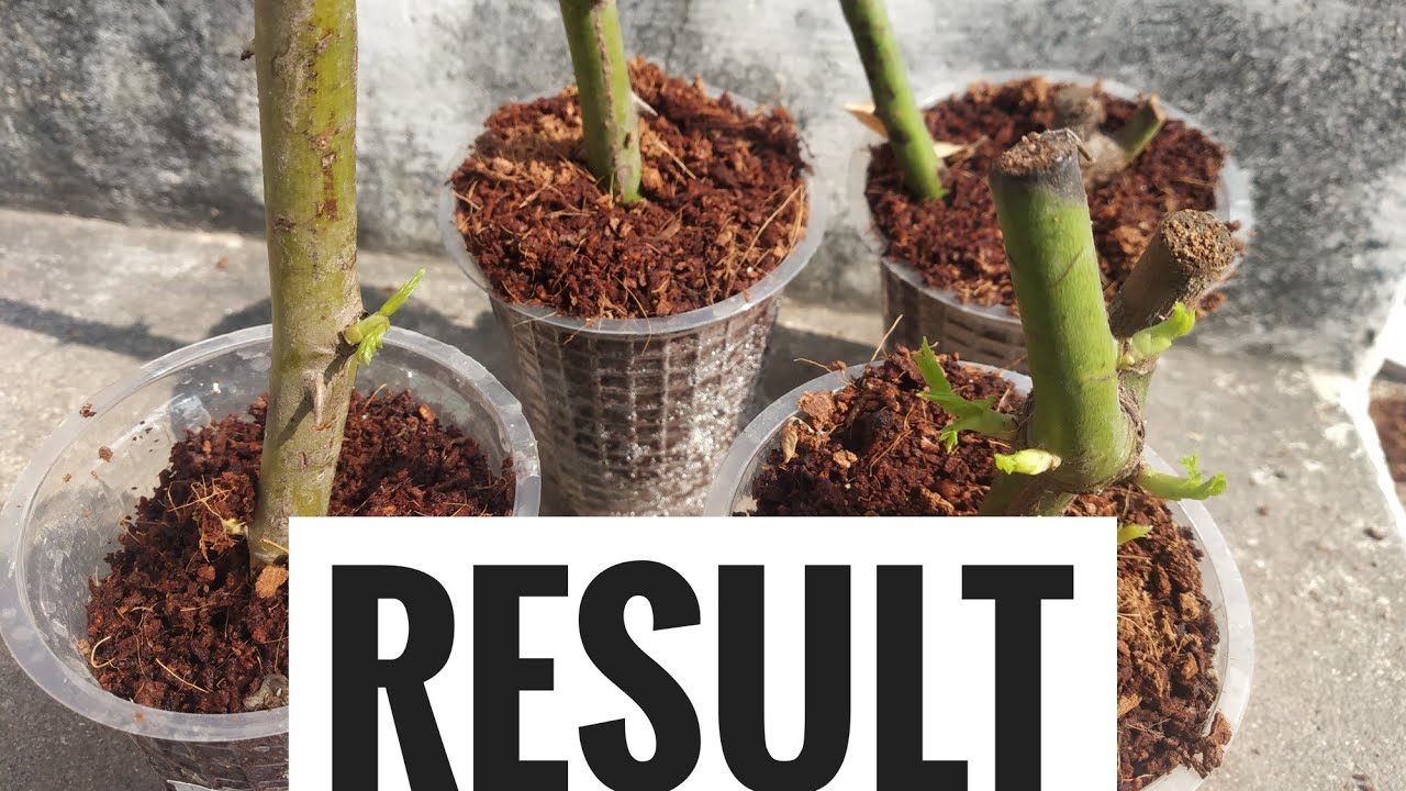 गुलाब की कलम के experiment का रिजल्ट | Result of Rose plant experiments ...