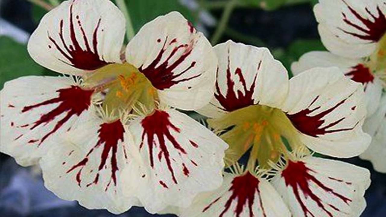 Capucine flower (HD1080p) - YouTube