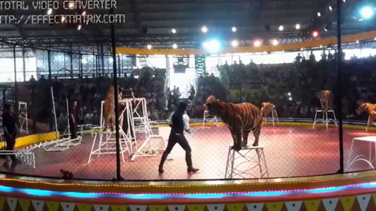 circus tigers (Performing tiger) - YouTube