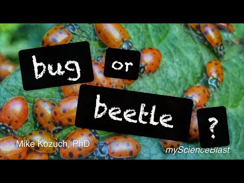 What Do Bombardier Beetles Smell Like