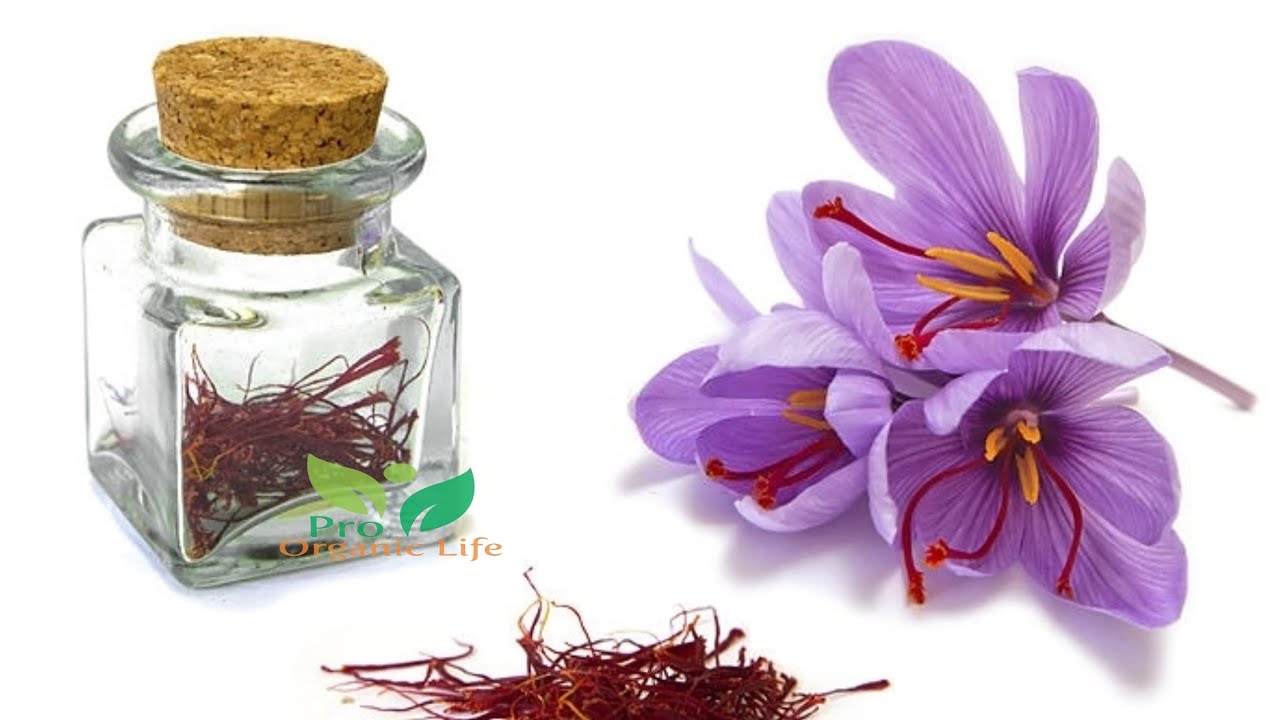 kesar in agriculture all details /केसर की खेती पूरी जानकारी 👍 🙏🙏 - YouTube