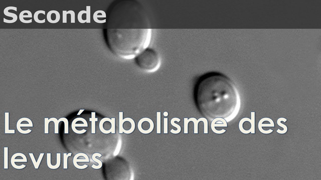 SVT - Seconde - COURS - Le métabolisme des levures - YouTube