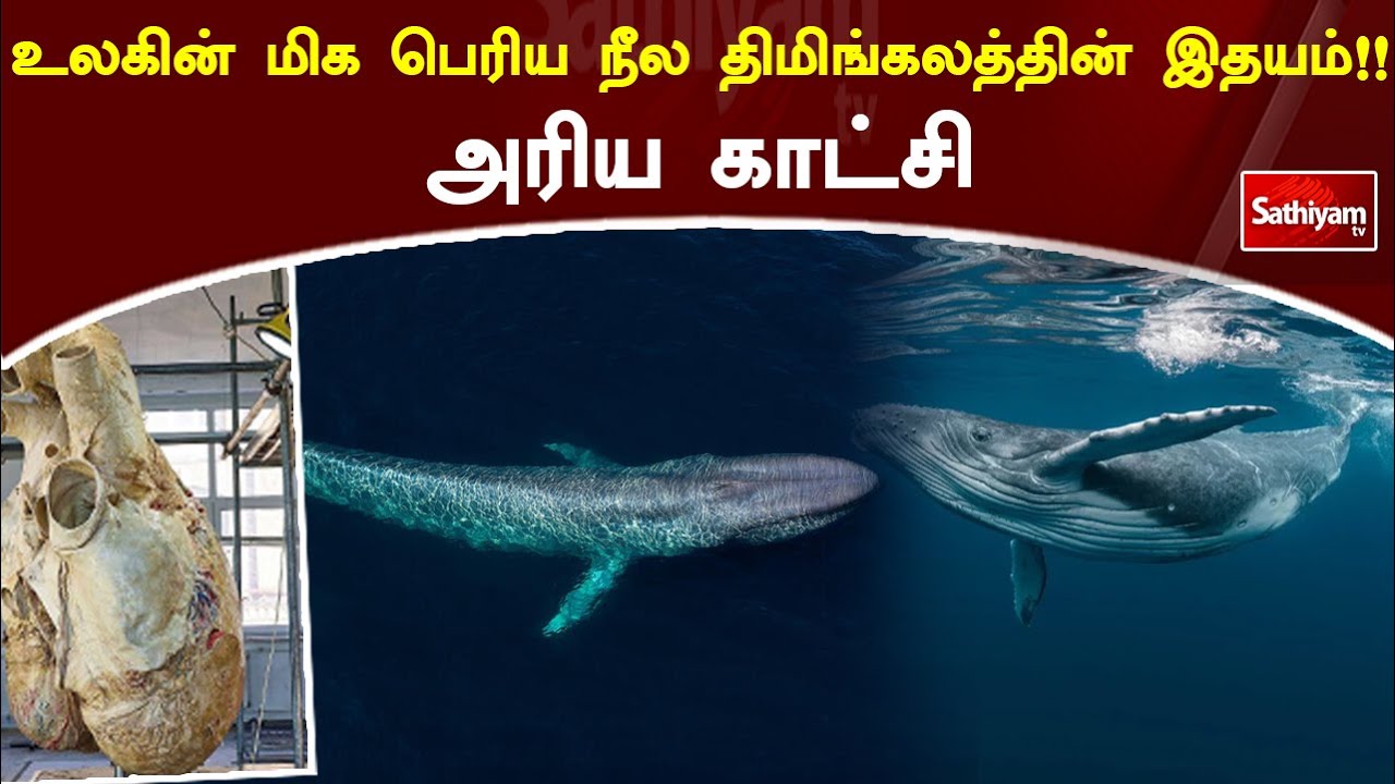 உலகின் மிக பெரிய நீல திமிங்கலத்தின் இதயம்!!அரிய காட்சி | Web Special ...