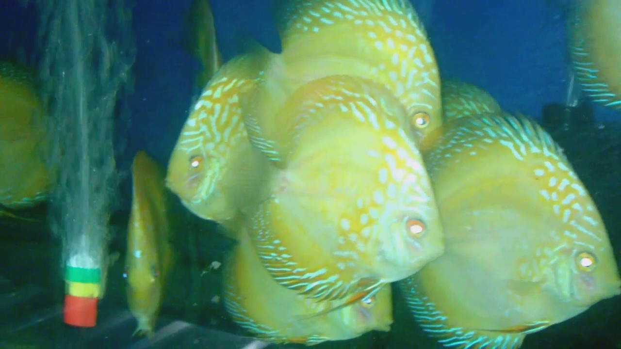 Golden Pigeon Discus Fish - 5" - YouTube