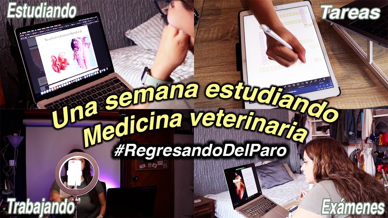 Una semana ESTUDIANDO MEDICINA VETERINARIA conmigo - YouTube