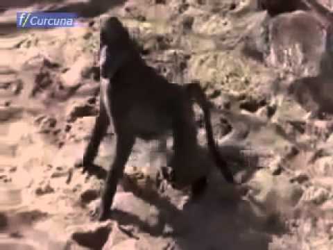 Hayvanlar sarhoş olursa :))