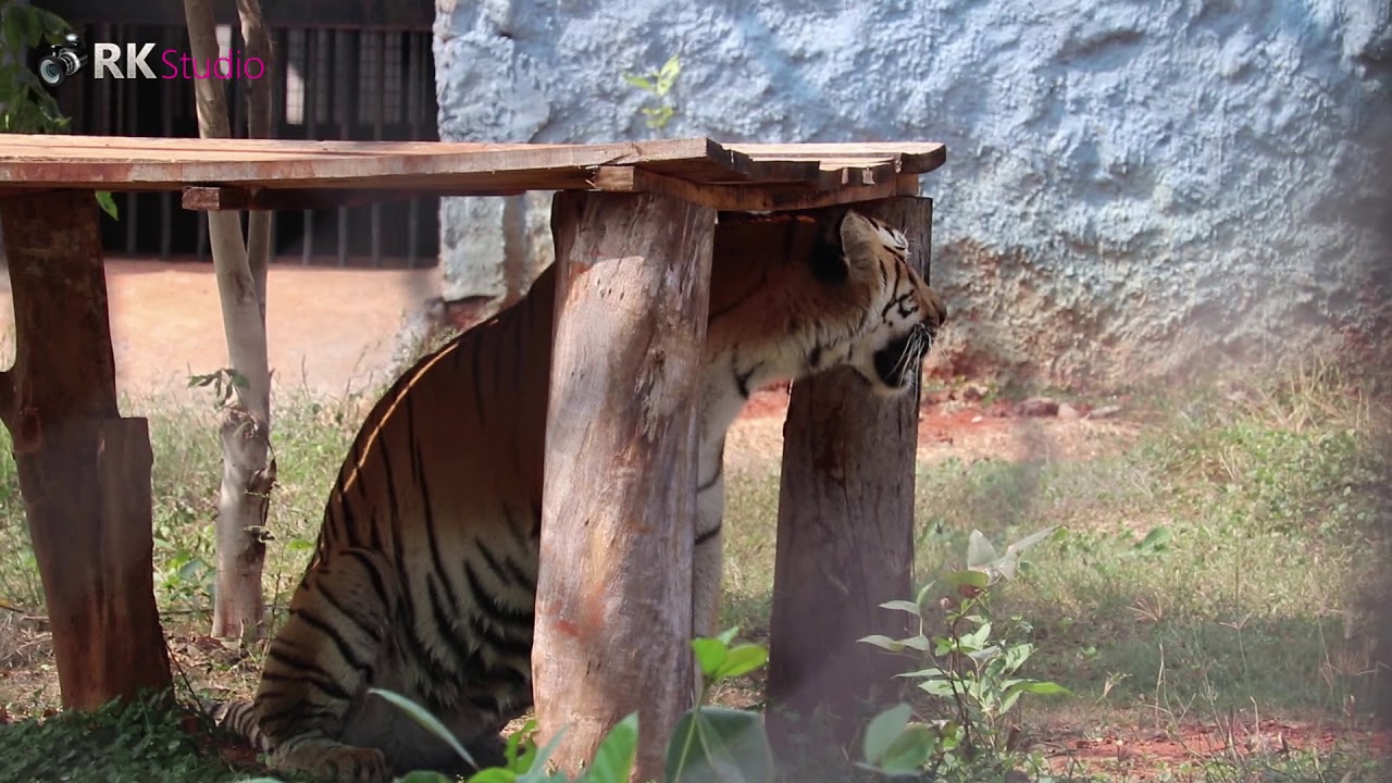 VANDALUR ZOO | Arignar Anna Zoological Park,Vandalur,Chennai | Chennai ...