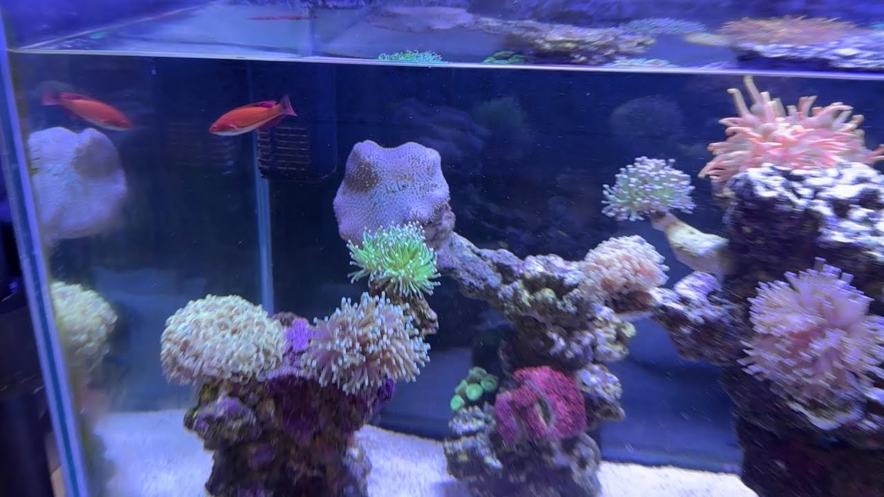 Reefing 101 - Fragging a Weeping Willow Toadstool - YouTube