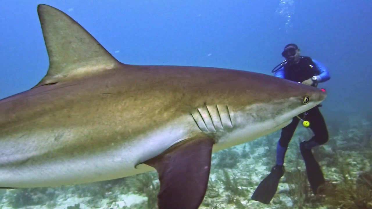 249 Sharks & Sharks Cuba - YouTube