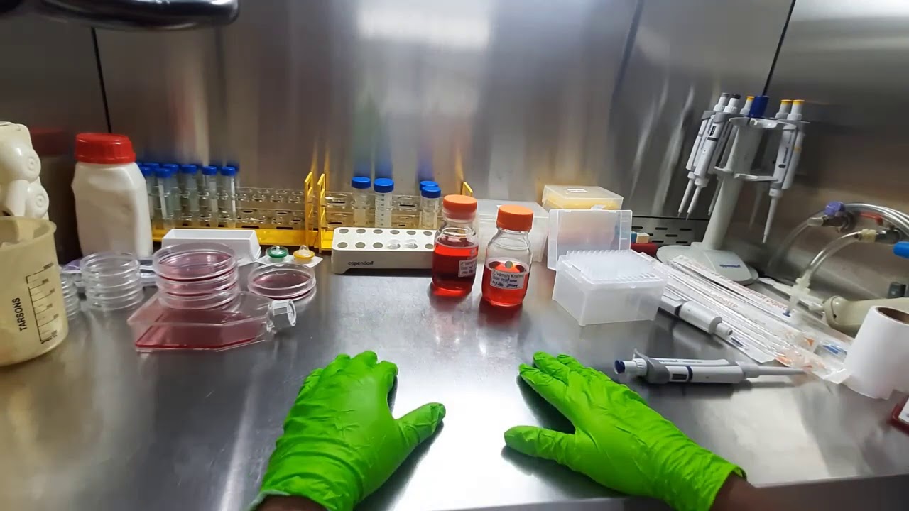 Cell biology lab media - YouTube