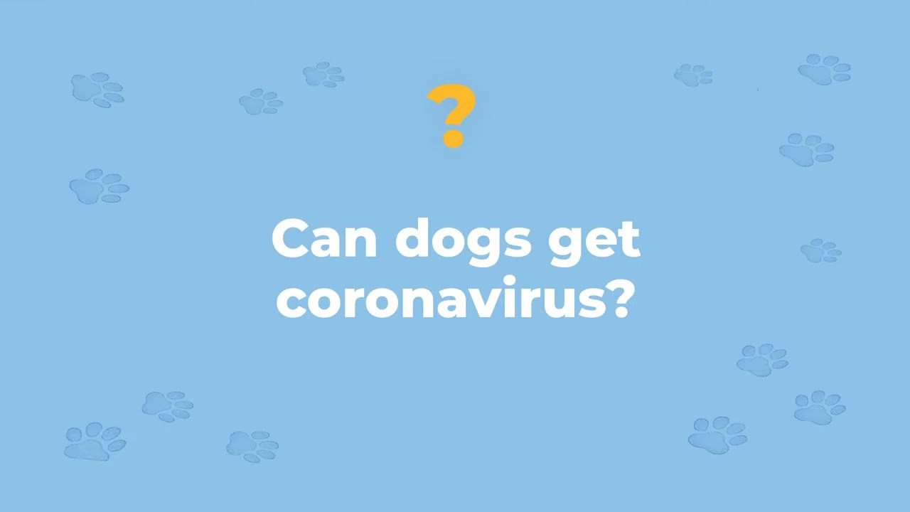 🐶 Can Dogs Get Covid-19? 💊 - YouTube