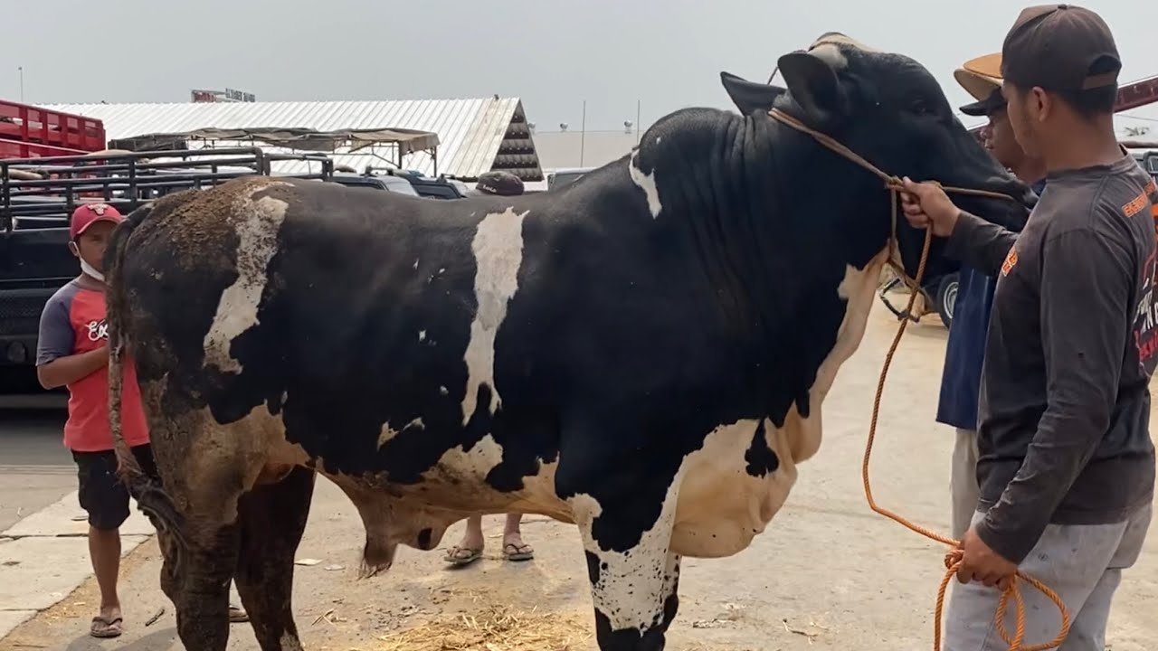 MIRIP CONDROSIMO SAPI LANGKA MASUK PASAR BIKIN HEBOH langsung deal ...