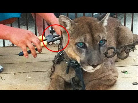 The Chained Mountain Lion Eventually Can Enjoy The Smell Of Freedom ...