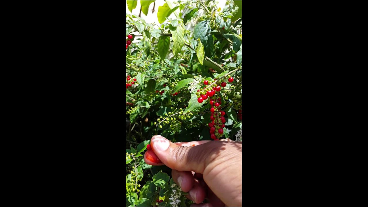 What Is Dog Blood Bush Good For