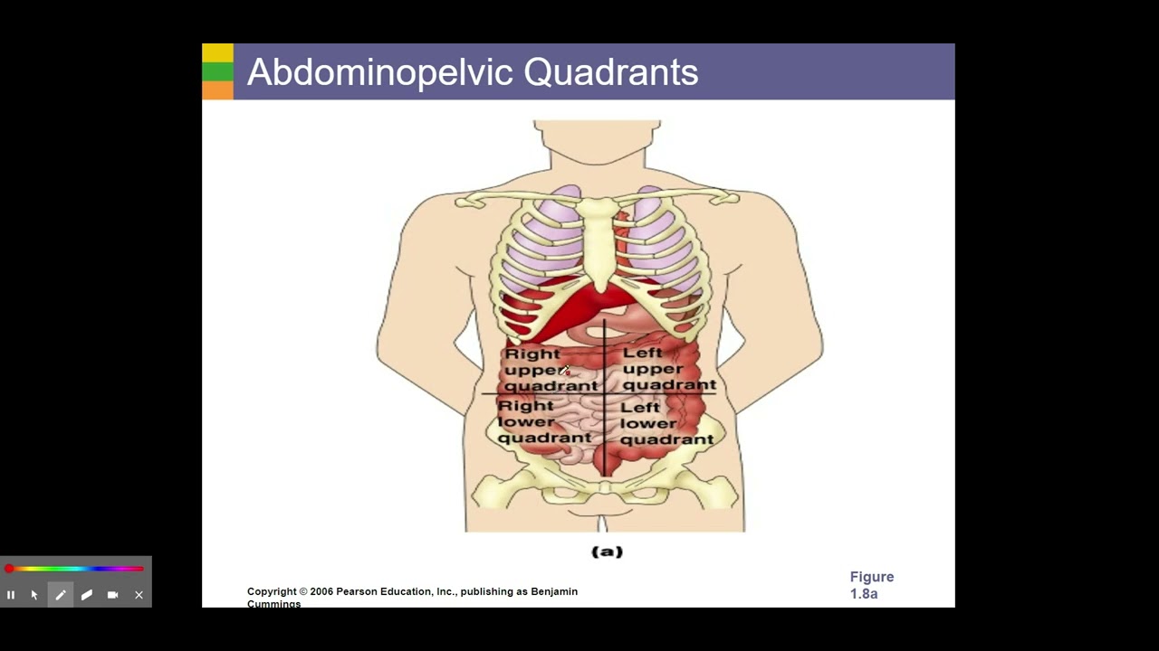 Unit 1 Dissection Planes Abdominal Quadrants - YouTube