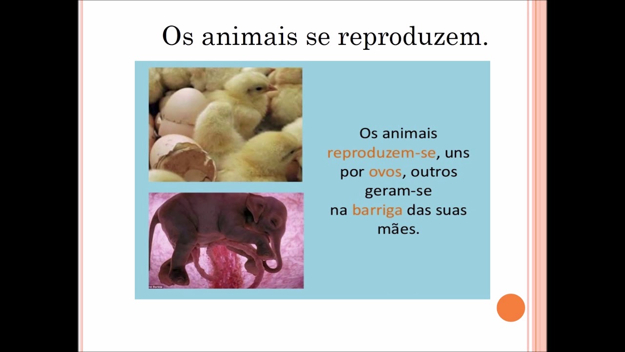 Turma 200 - Ciências Vídeo 5 - Seres vivos e Elementos não vivos... 25 ...