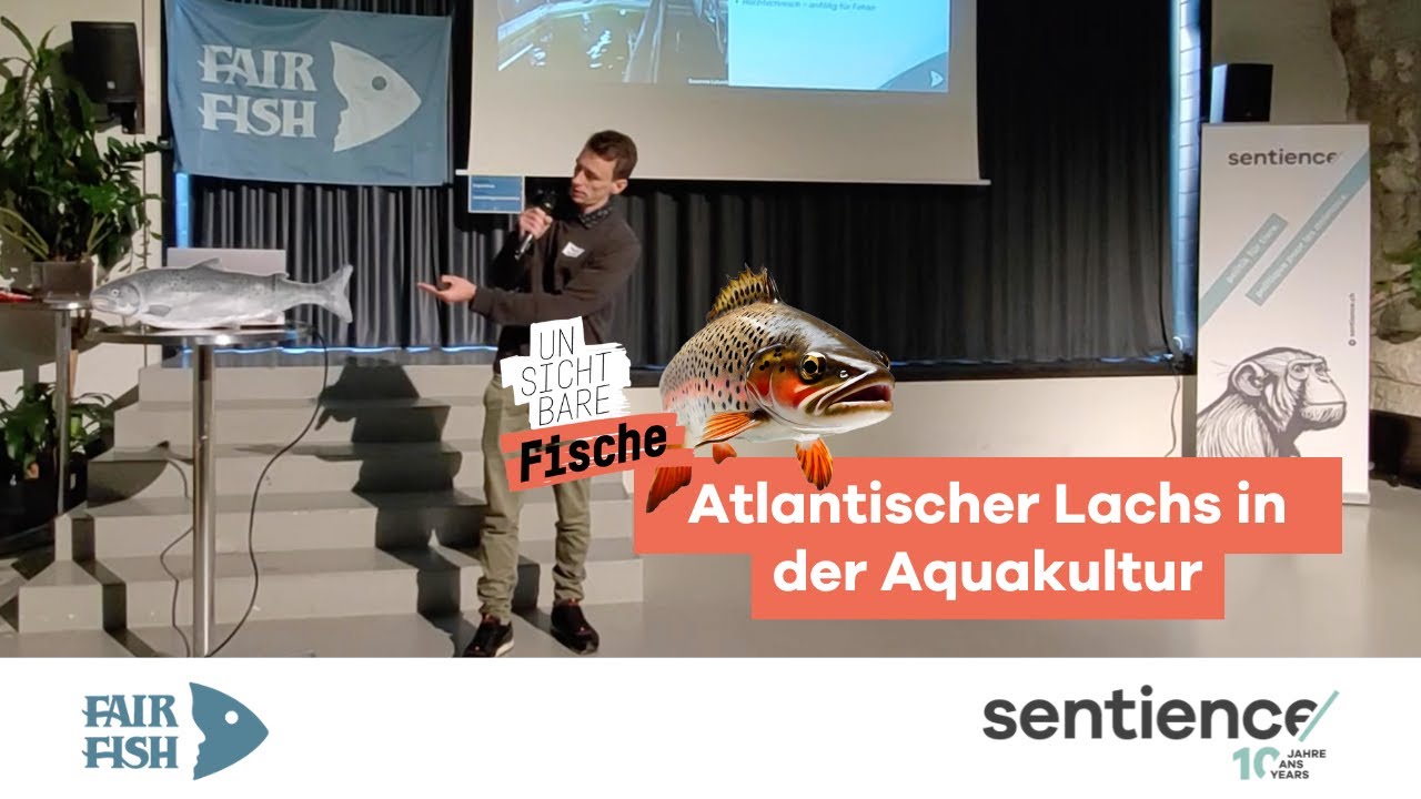 Atlantischer Lachs in der Aquakultur – Yannick Rohrer, fair-fish - YouTube