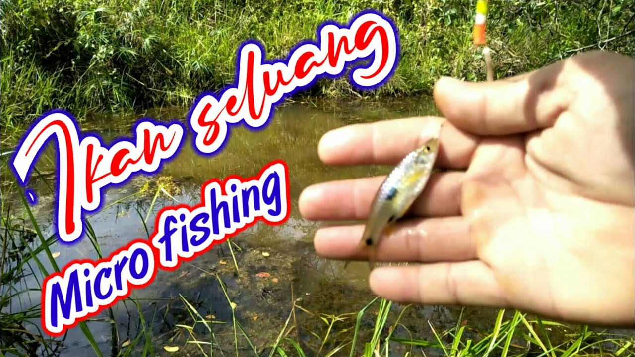 Ini dia spot ikan seluang full straike||Micro fishing - YouTube